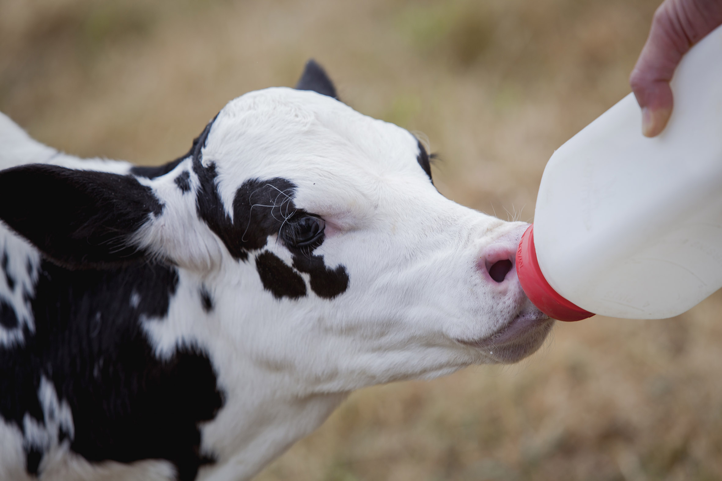 Leche de vacas felices, el último hito en calidad