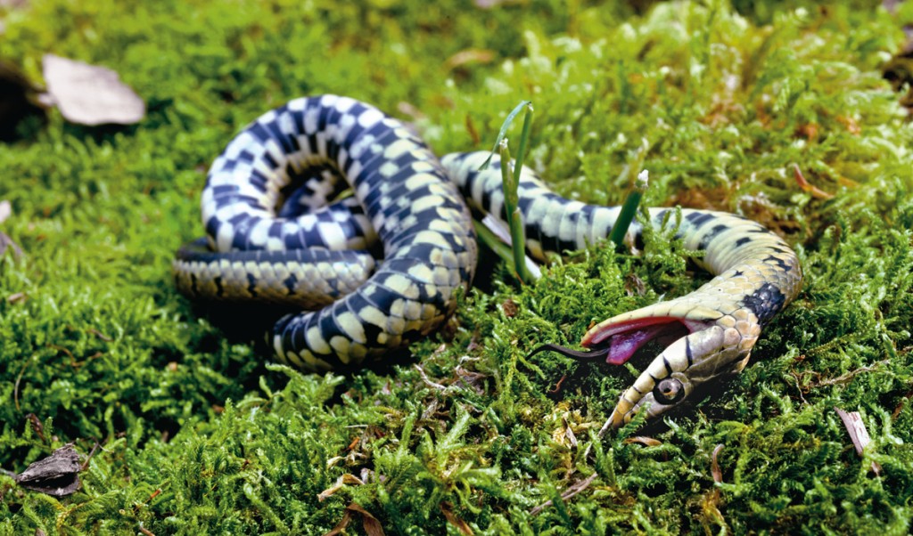 ¿Evolutivamente de qué sirve ser sumiso? - Quora