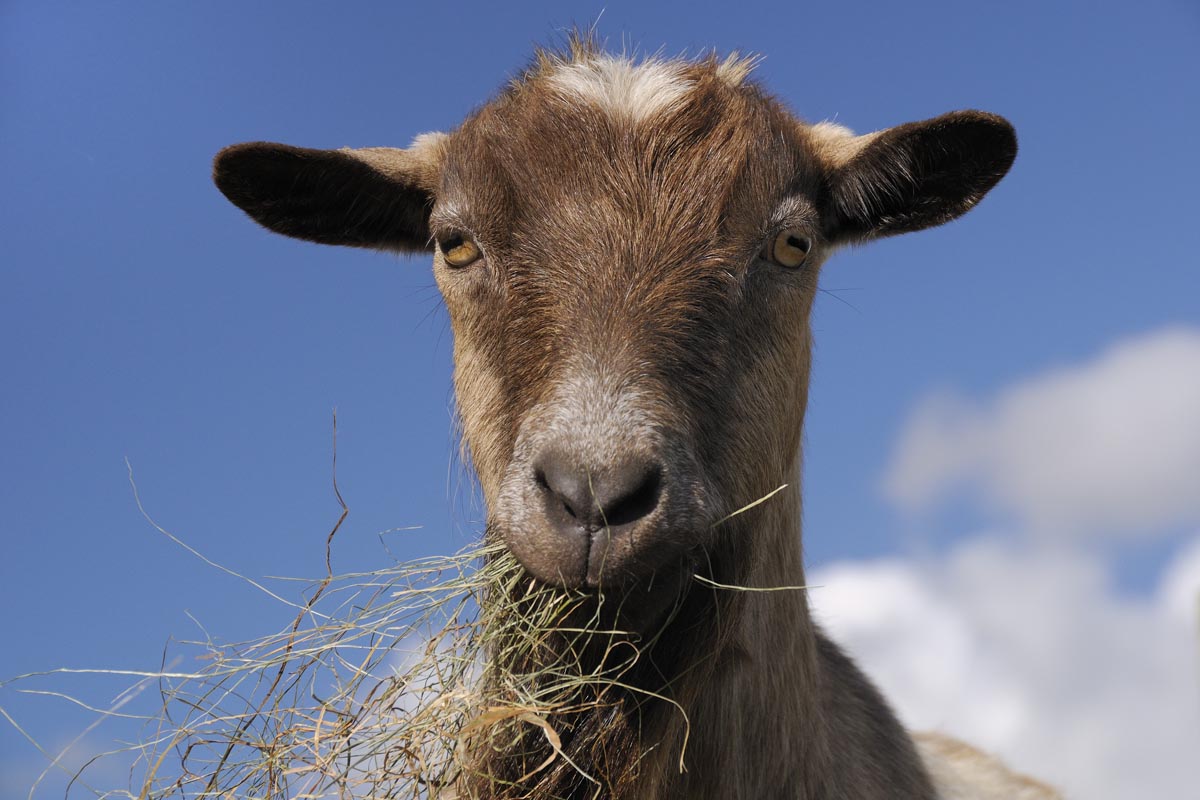 Las cabras que miran fijamente a los hombres