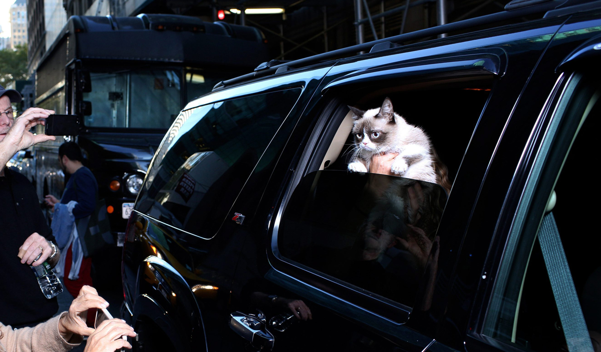 Adiós a Grumpy Cat, el minino más influyente del planeta