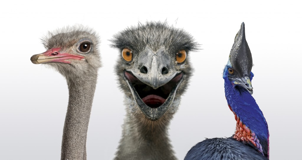 Las aves más veloces del mundo (y las más sorprendentes)