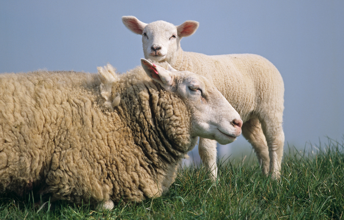 Cordero: ¡esta carne es la leche!