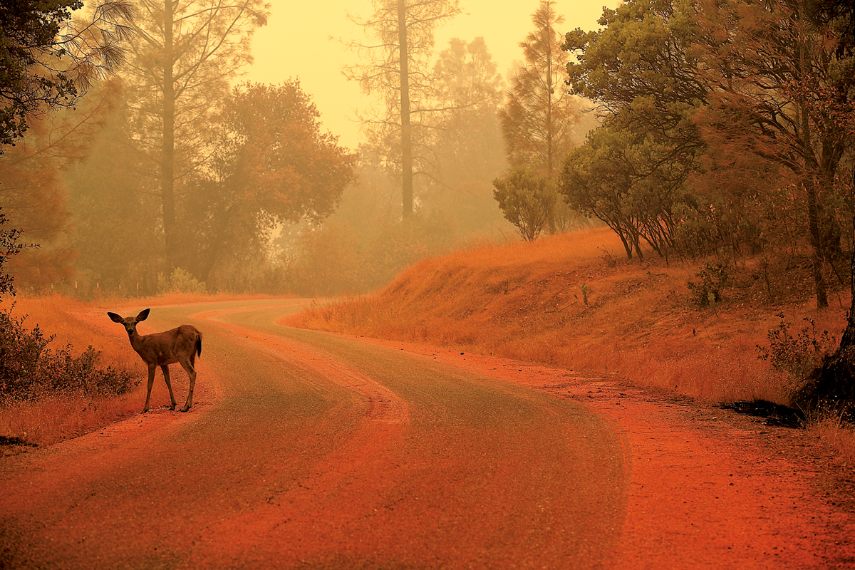 Animales atrapados por los incendios
