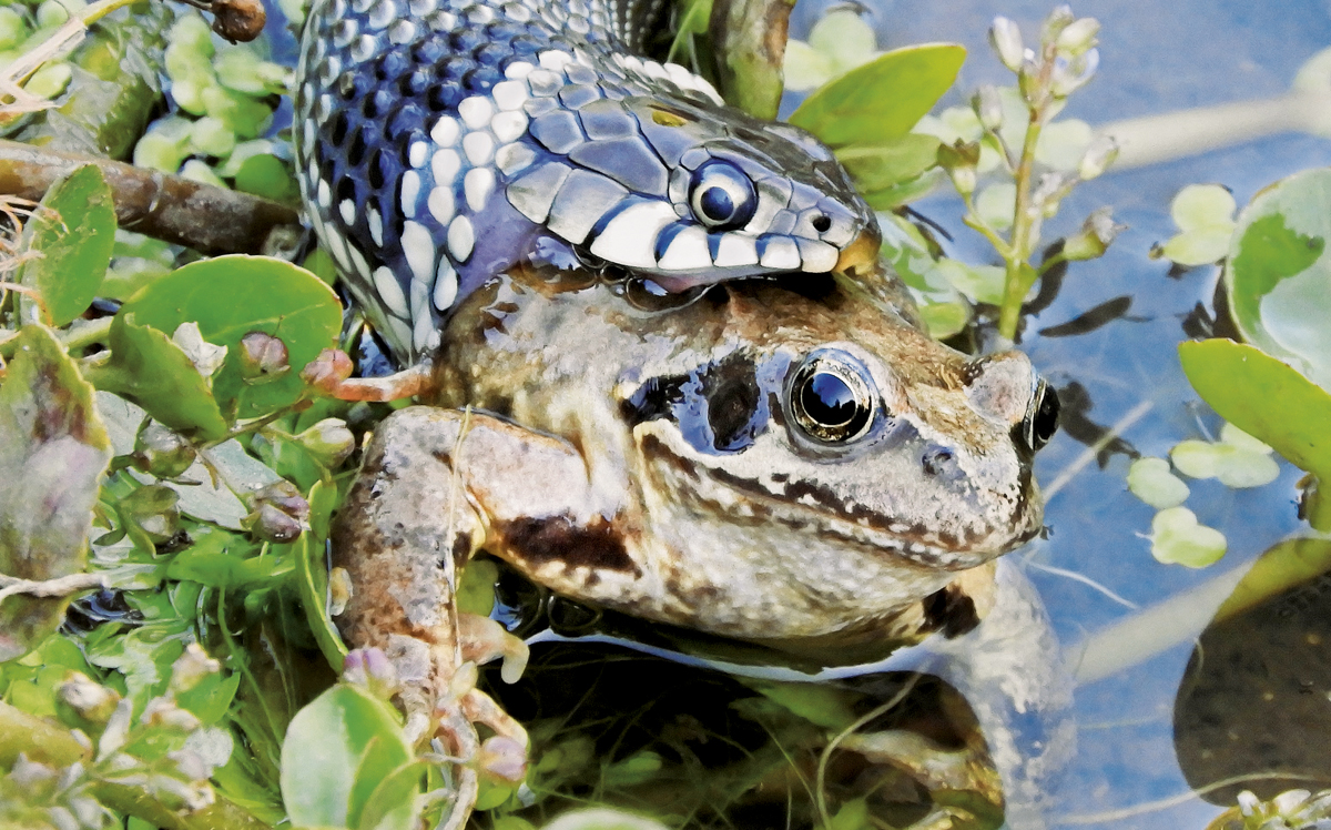 De un bocado... y en vivo