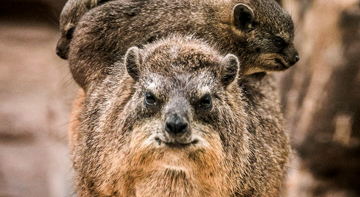Ahí donde los ve, son parientes del elefante