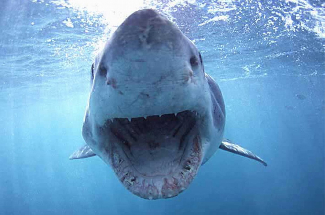 Los tiburones, antes que los dinosaurios