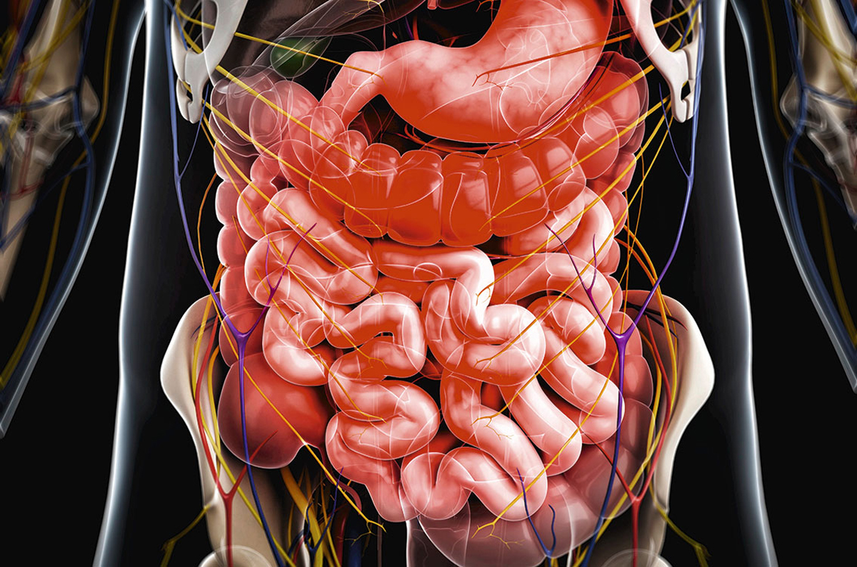Salud intestinal y cerebro: 'escucha' a sus tripas