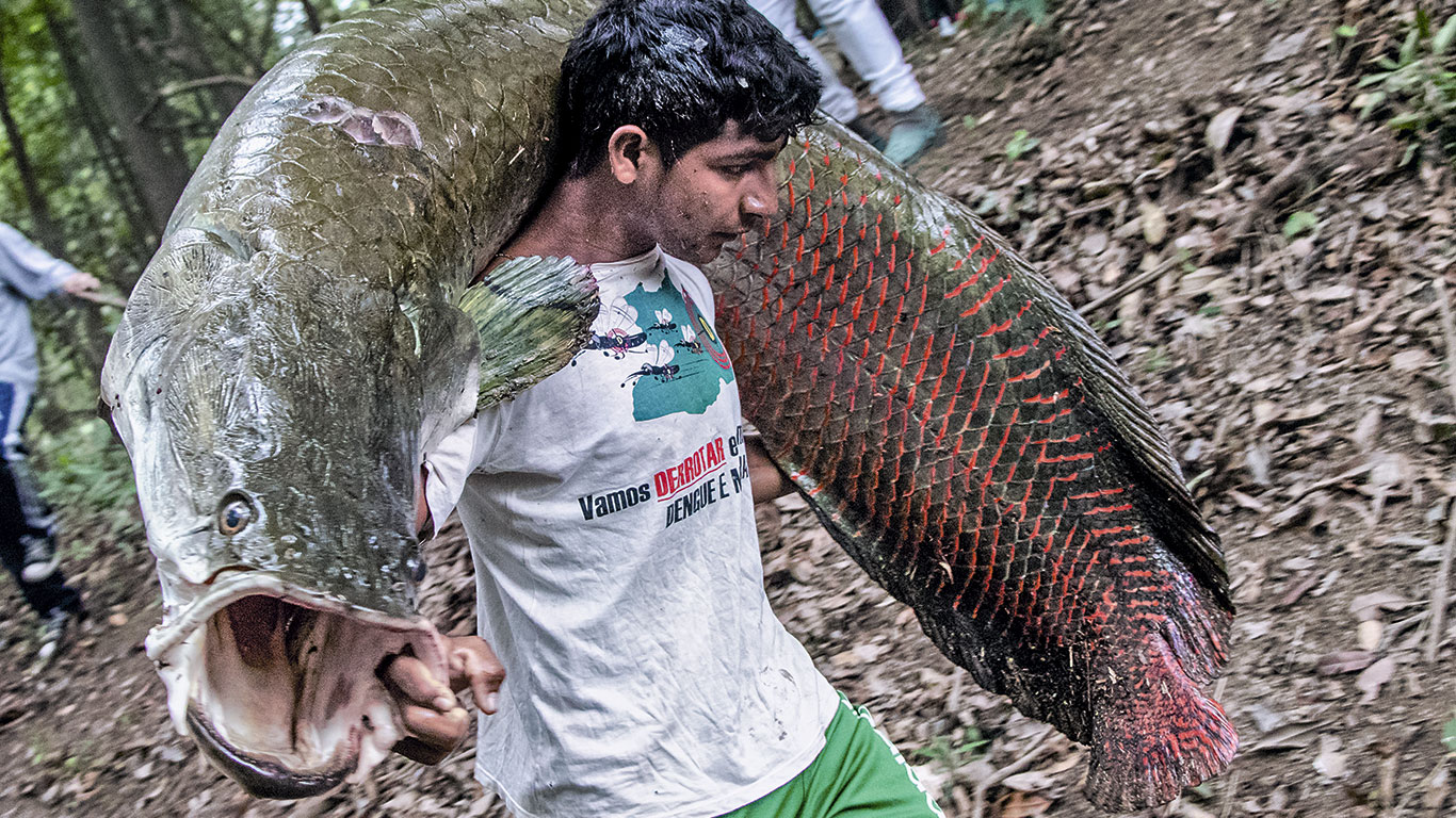 El extraño pez gigante que se ahoga en el agua