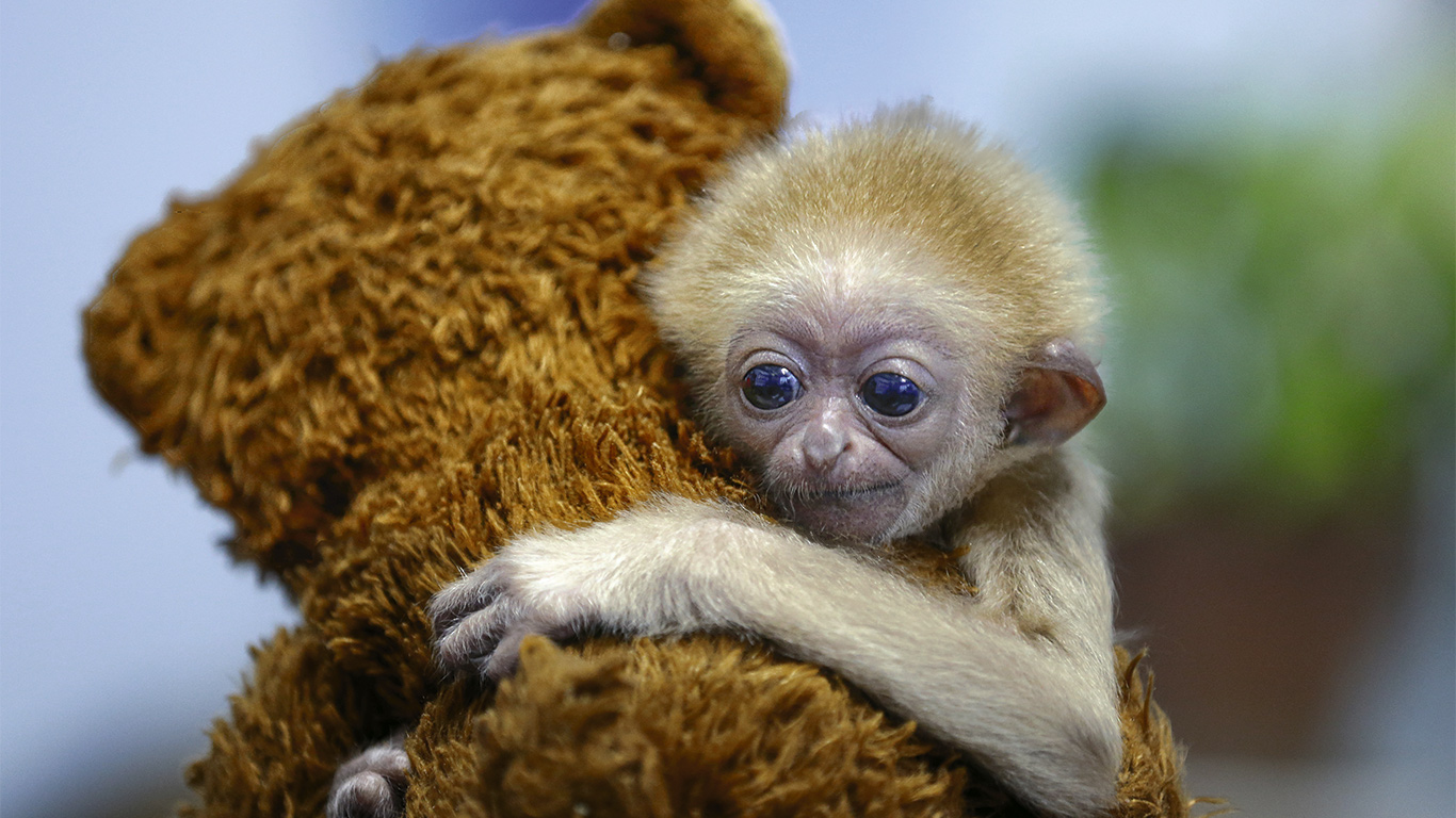 El tierno abrazo del éxito