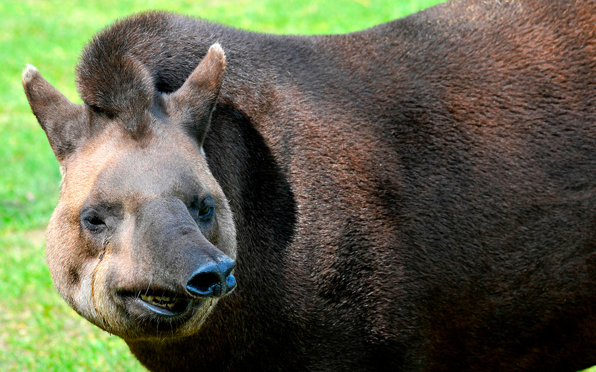 El Animal Mas Feo Del Mundo - Los Animales Mas Raros Del Mundo ...