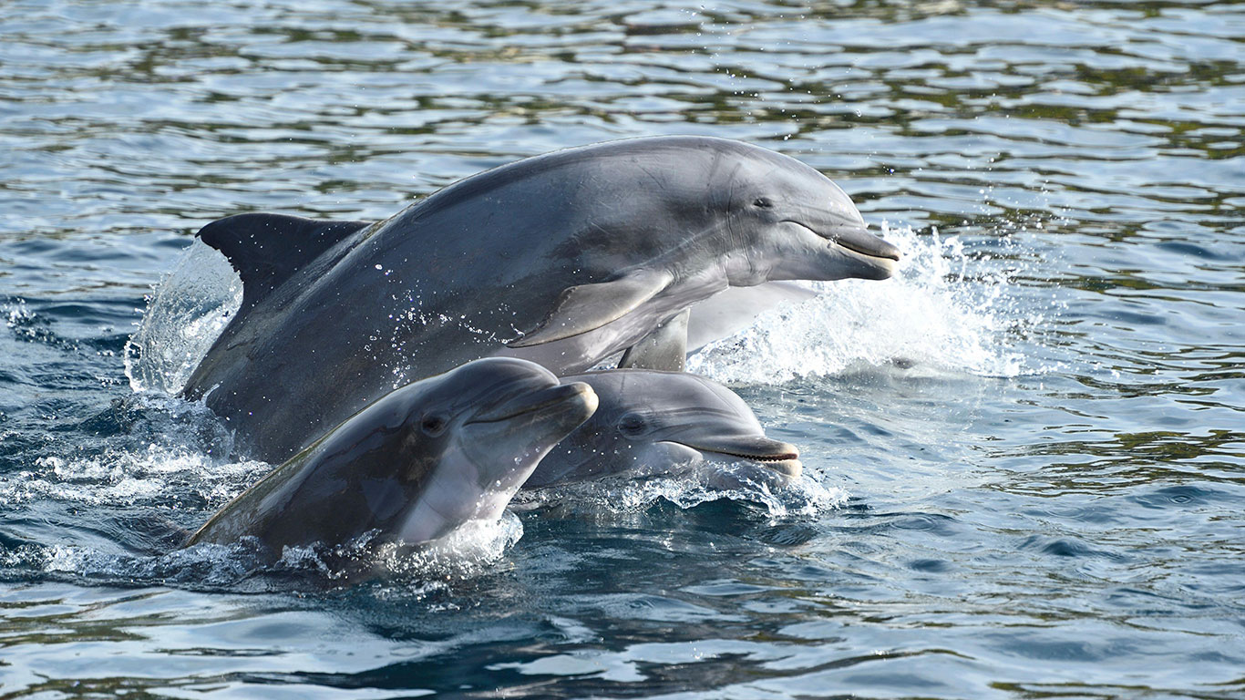 Delfines y humanos: mamíferos con distinto recorrido