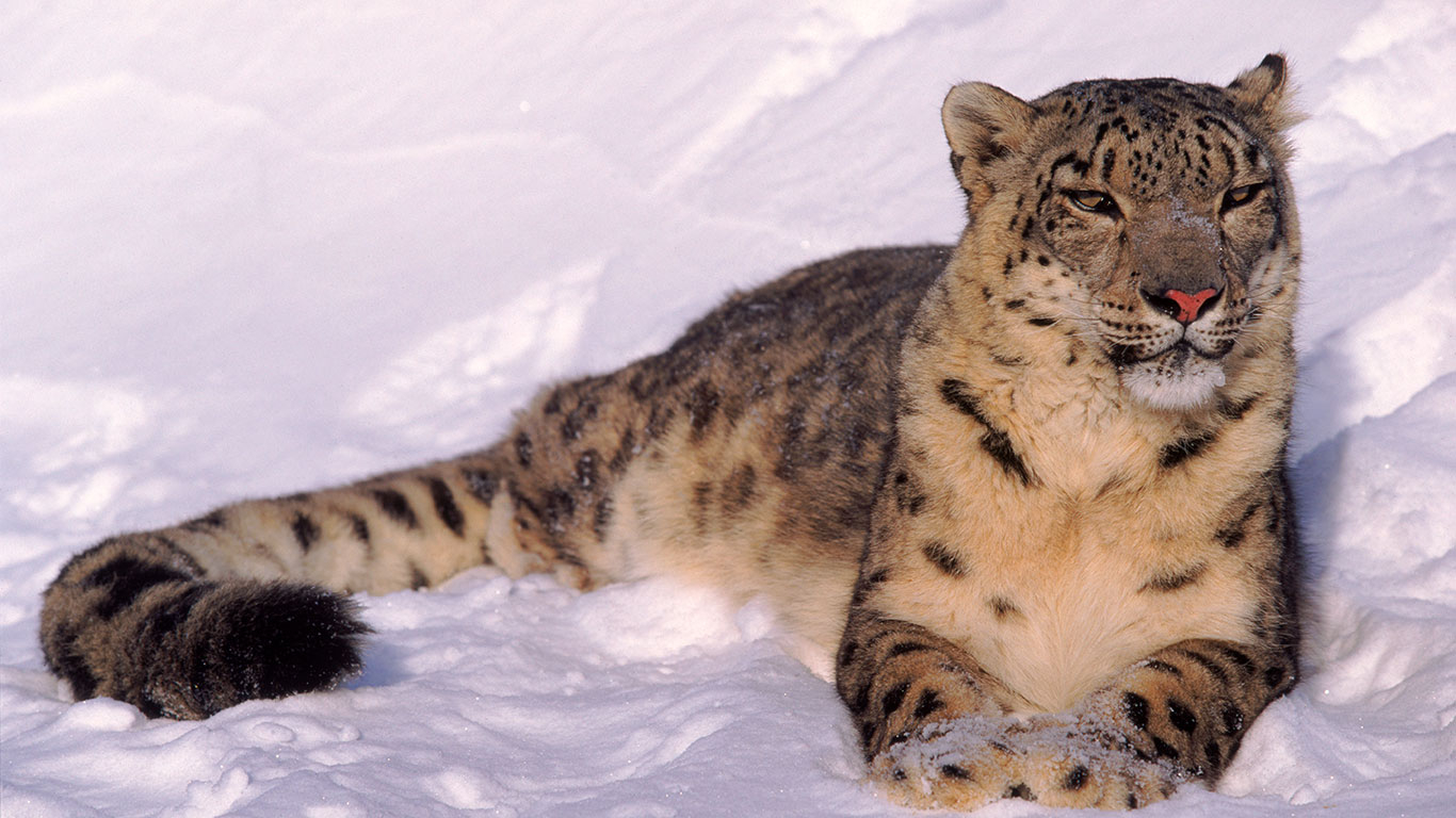 Amenazas Del Leopardo De Las Nieves Leopardo De Las Nieves, ¿por Qué